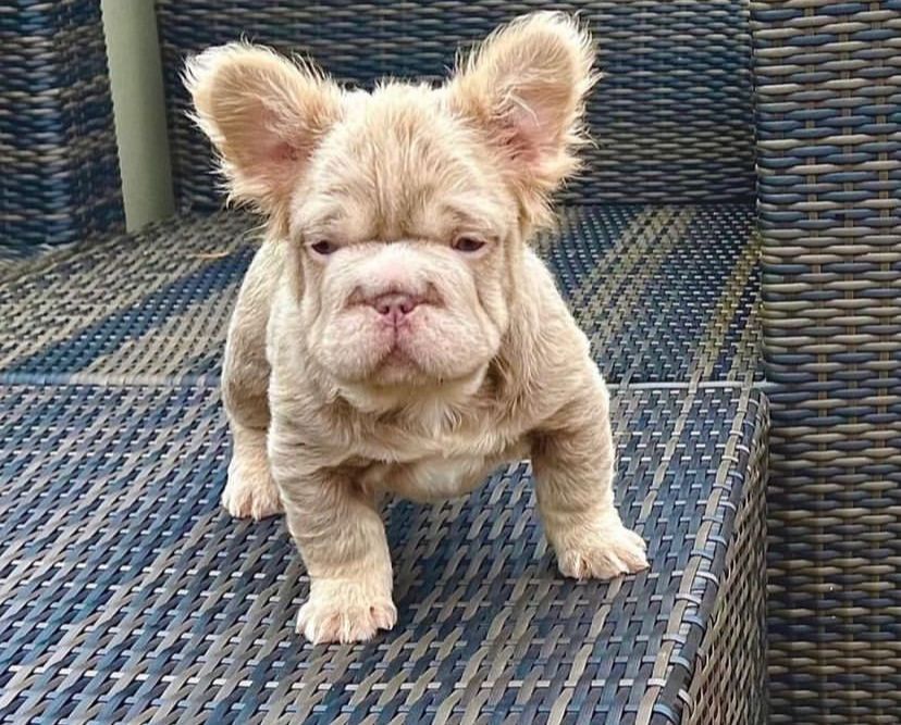 Big Rope - Bulldog Frances Fluffy Big Rope